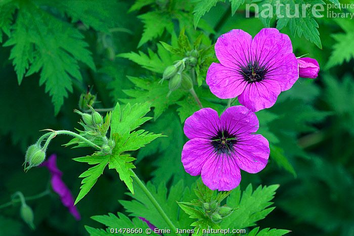 Stock photo of Geranium procurrens, Norfolk Garden, UK, June ...