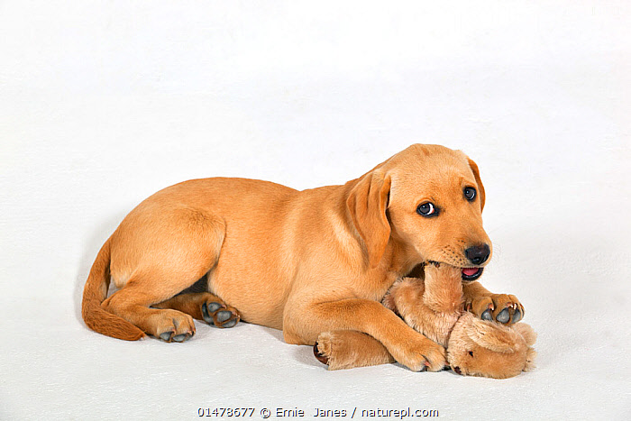 Stock photo of Yellow Labrador puppy with teddy bear.. Available for ...