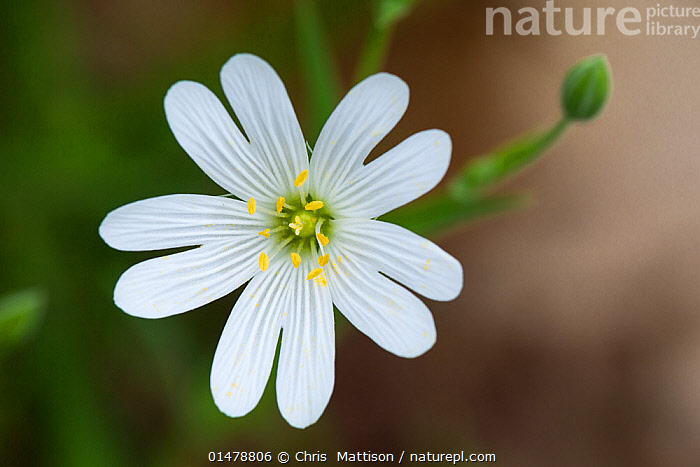 Stock photo of Greater stitchwort flower (Stellaria holostea), Cumbria ...