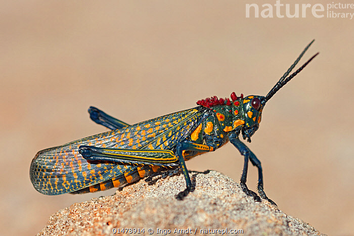 Stock photo of Giant painted locust (Phymateus saxosus) Isalo National ...