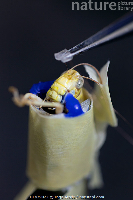 Stock photo of Scientists implanting wires in the brain of a Desert ...