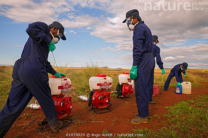 Stock photo of Food and Agriculture Organization (FAO) locust control ...