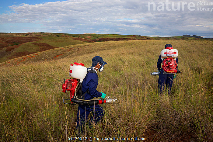Stock photo of Food and Agriculture Organization (FAO) locust control ...