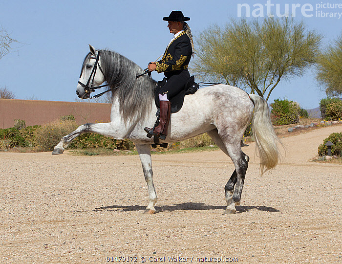 Stock photo of Horse rider Manuel Trigo in traditional Spanish costume ...