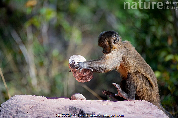 Stock photo of Black-striped capuchin (Sapajus libidinosus) using rock ...