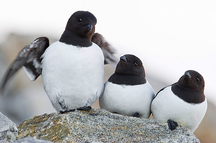 Stock photo of Little Auk (Alle alle) roosting on Fuglesongen island ...