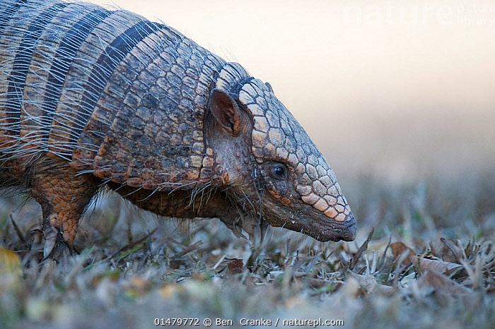 Stock photo of Seven-banded Armadillo (Dasypus septemcinctus) foraging, Mato Grosso…. Available ...