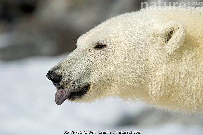 Stock photo of Polar Bear (Ursus maritimus) sticking tongue out ...