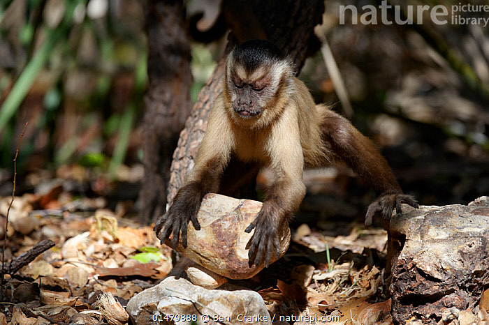 Stock photo of Black-striped capuchin (Sapajus libidinosus) using rock ...