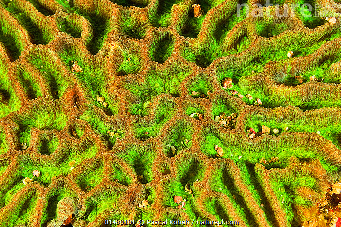 Stock photo of Close-up of a Hard coral (Faviidae), coast of Dhofar and ...