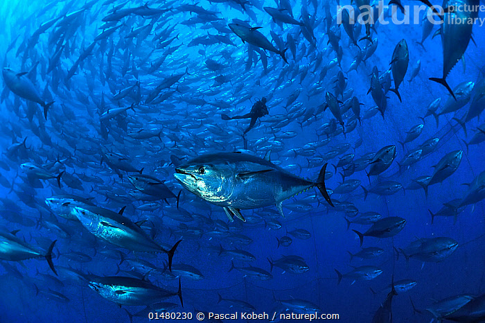 Stock photo of Atlantic bluefin tuna (Thunnus thynnus) within tuna farm ...