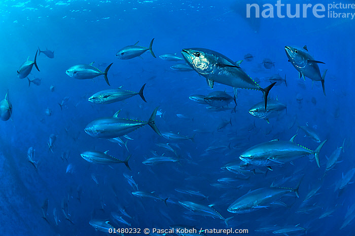 Stock photo of Atlantic bluefin tuna (Thunnus thynnus) within tuna farm ...