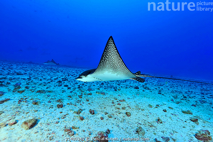 Stock photo of Pacific white-spotted Eagle Rays (Aetobatus laticeps ...