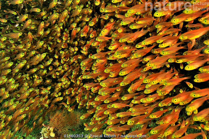 Stock photo of School of Yellow sweepers / glassfish (Parapriacanthus ...
