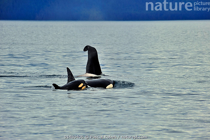 Stock photo of Male Orca / Killer whale (Orcinus orca) with a curved ...