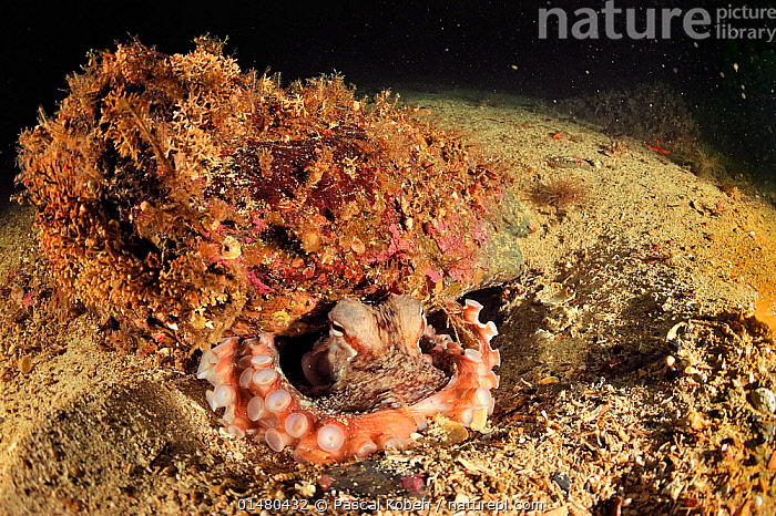Stock photo of Pacific red octopus (Octopus rubescens) hiding, Alaska ...