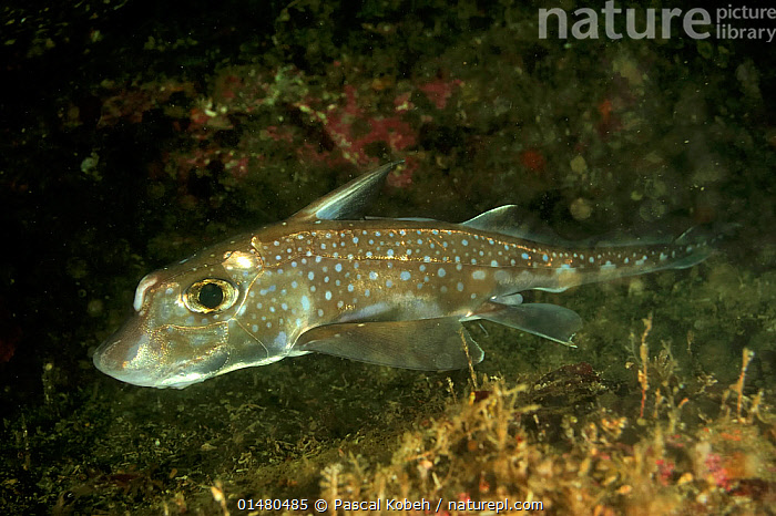 Stock photo of Spotted ratfish (Hydrolagus colliei) on sea floor ...