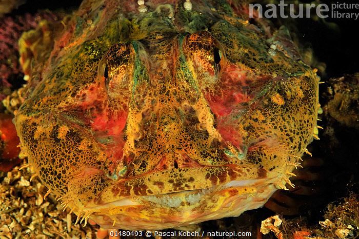 Stock photo of Close-up of the head of a Brown Irish lord ...