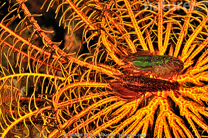 Stock photo of Two Stimpson's snapping shrimps (Synalpheus stimpsoni ...