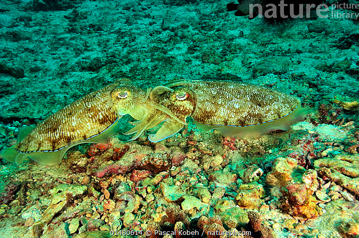 Stock photo of Two Pharaoh cuttlefish (Sepia pharaonis) mating ...