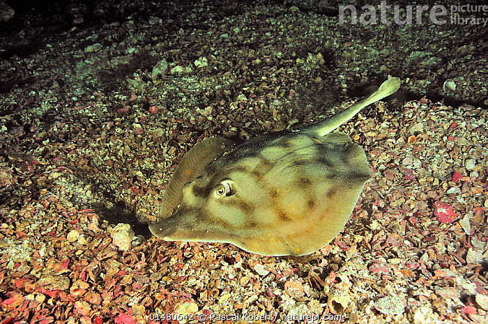 Stock photo of Cortez round stingray / spotted round ray (Urobatis ...