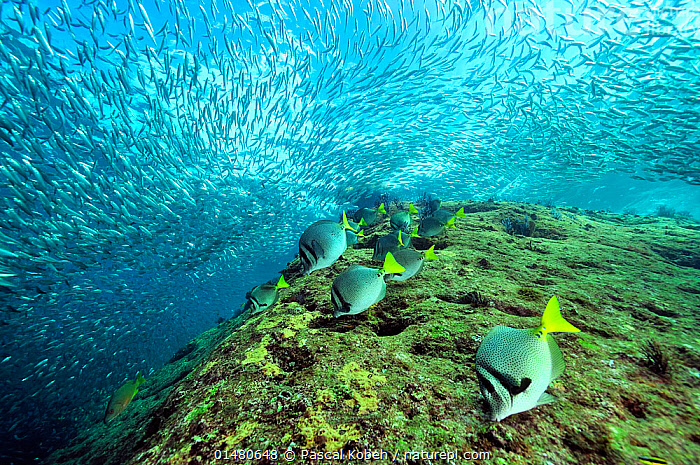 Stock photo of Yellowtail surgeonfish (Prionurus punctatus) grazing ...