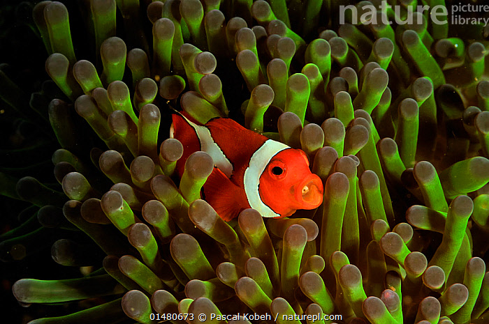 Stock photo of False clown anemonefish (Amphiprion ocellaris) with a ...