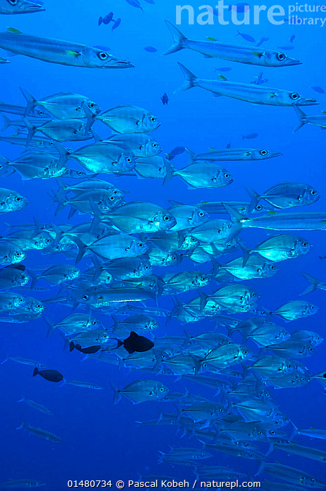 Stock photo of School of Blue trevally / jacks (Carangoides ferdau ...