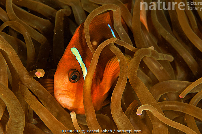 Stock photo of Oman anemonefish / clownfish (Amphiprion omanensis) in ...