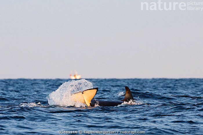 Stock photo of Killer whale / orca (Orcinus orca) tail-slapping ...