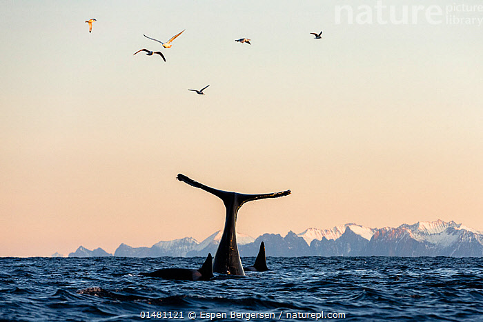 Stock photo of Killer whales / orcas (Orcinus orca) surfacing near ...