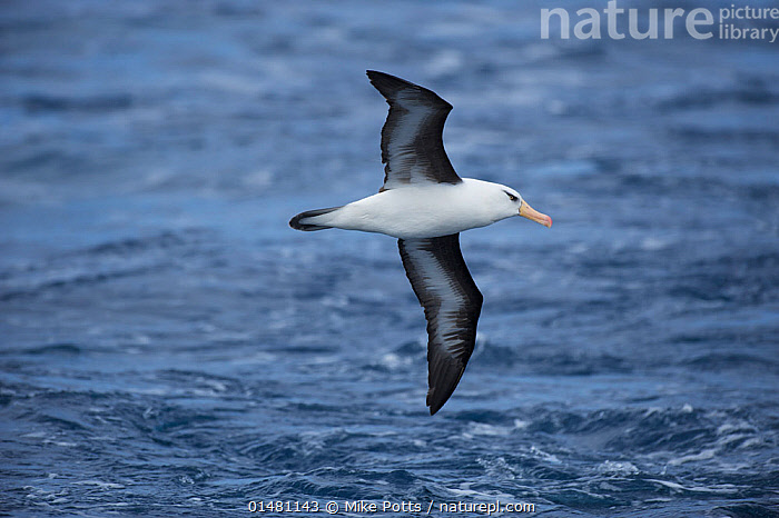 Stock photo of Campbell albatross (Thalassarche impavida) in flight at ...