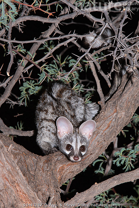 Stock photo of Small spotted genet (Genetta genetta) looking down from ...