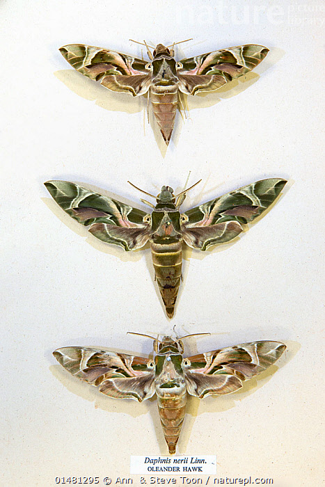 Stock photo of Oleander Hawkmoth / Army Green Moth (Daphnis nerii ...