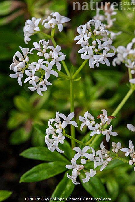 Stock photo of Sweet woodruff (Galium odoratum) in flower, Belgium ...