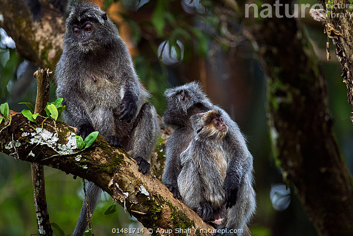 Stock photo of Silvered / silver-leaf langur (Trachypithecus cristatus ...