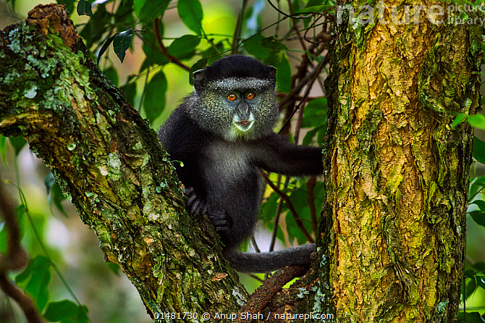 Stock photo of Stulmann's blue monkey (Cercopithecus mitis stuhlmanni ...