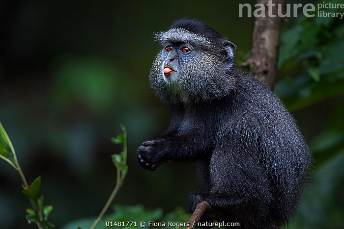 Stock photo of Stulmann's blue monkey (Cercopithecus mitis stuhlmanni ...
