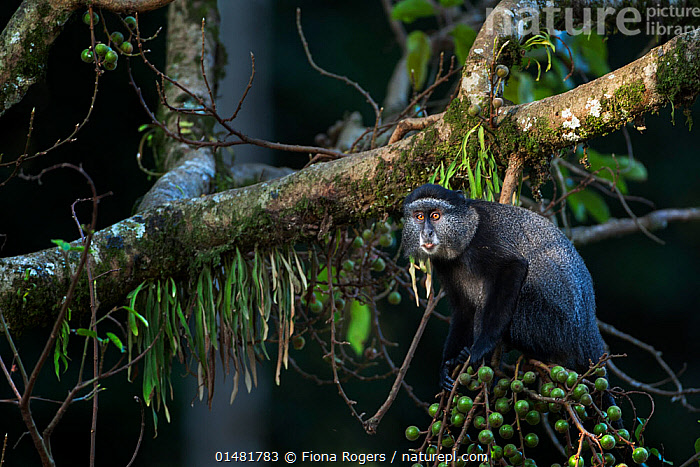 Stock photo of Stulmann's blue monkey (Cercopithecus mitis stuhlmanni ...