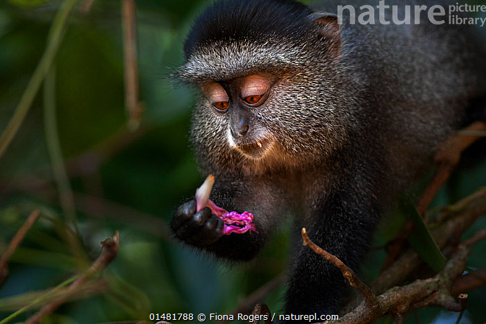 Stock photo of Stulmann's blue monkey (Cercopithecus mitis stuhlmanni ...
