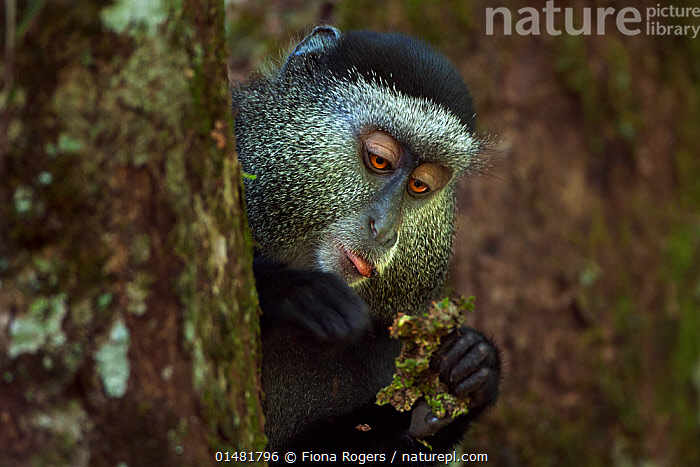Stock photo of Stulmann's blue monkey (Cercopithecus mitis stuhlmanni ...