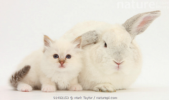 Stock photo of Colourpoint kitten and white rabbit.. Available for sale ...