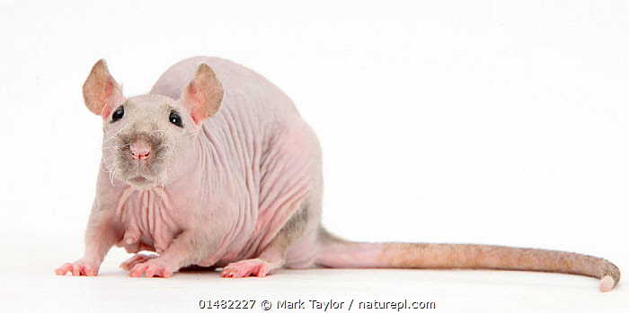 Stock photo of Sphynx Rat.. Available for sale on www.naturepl.com