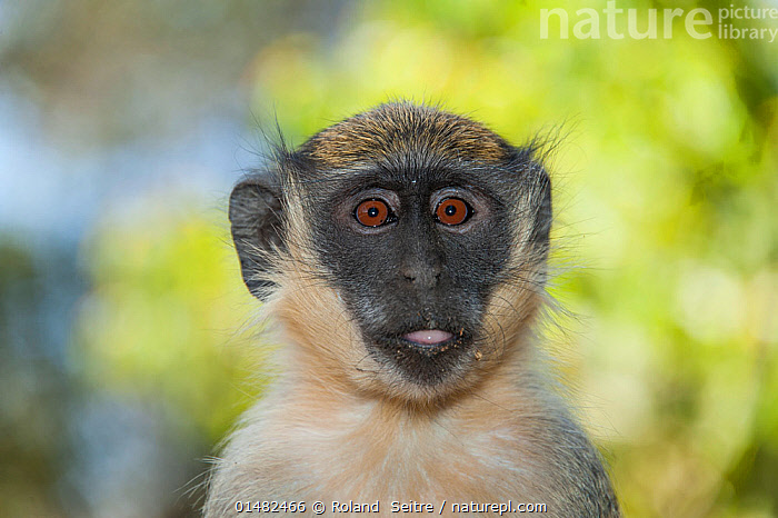Stock photo of Green monkey (Chlorocebus sabaeus) portrait, Niokolo ...