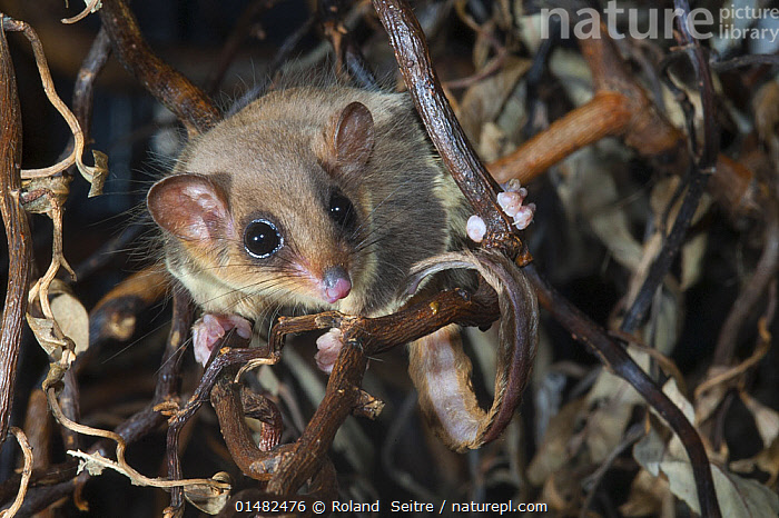 Stock photo of Feathertail glider (Acrobates pygmaeus) portrait ...