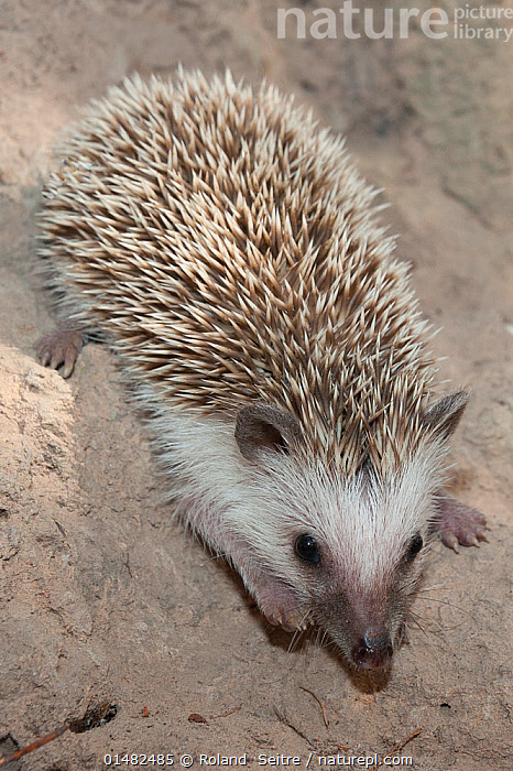 Stock photo of Four-toed hedgehog (Atelerix albiventris) Fathala ...