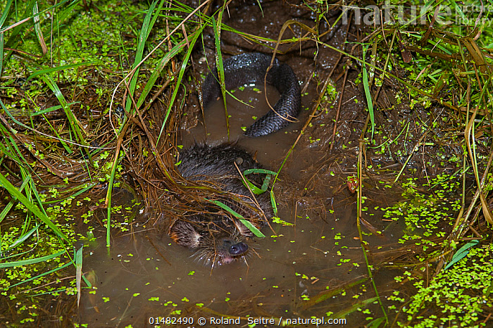 Stock photo of Russian desman (Desmana moschata) in water. Captive ...