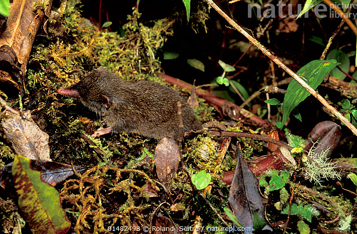 Stock photo of Shrew tenrec (Microgale sp) Sambava, Marojejy mountains ...