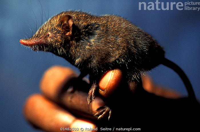 Stock photo of Montane shrew tenrec (Microgale monticola) held by ...
