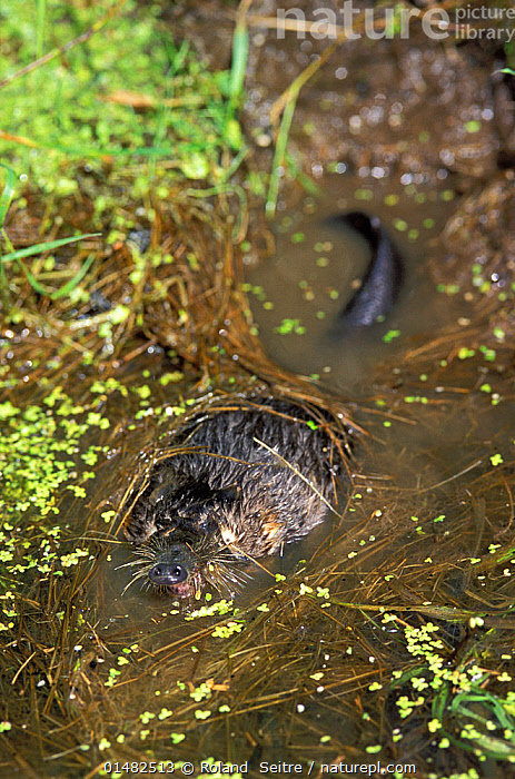 Stock photo of Russian desman (Desmana moschata) in water. Captive ...